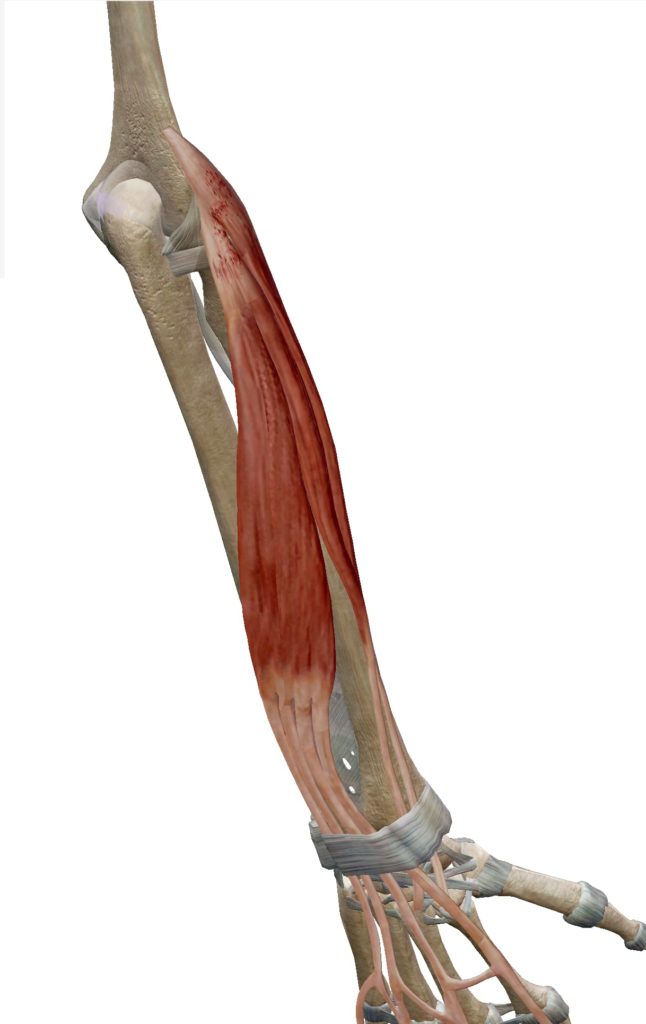 Comment prévenir le tennis elbow ou l'épicondylite? - Nomad Coach